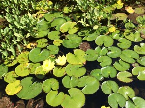 Lily Mae – restorer of lost voices